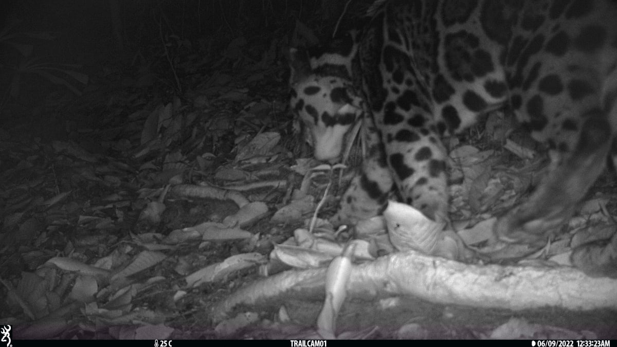 Under the Canopy - celebrating 30 years of research in Brunei