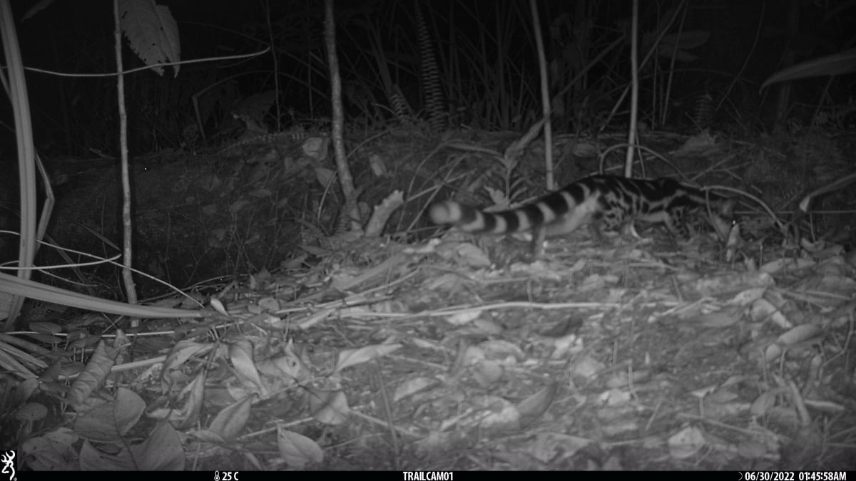 Under the Canopy - celebrating 30 years of research in Brunei