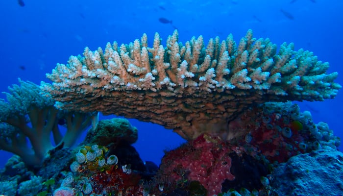 Could selective breeding help reduce coral bleaching and mortality?