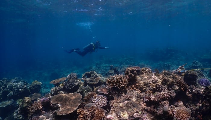 Could selective breeding help reduce coral bleaching and mortality?