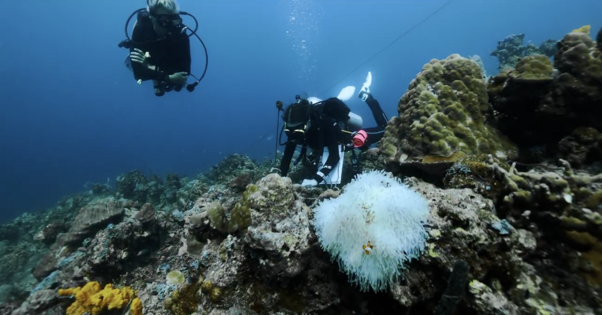 Shrinking Nemo – the unusual way clownfish adapt to survive